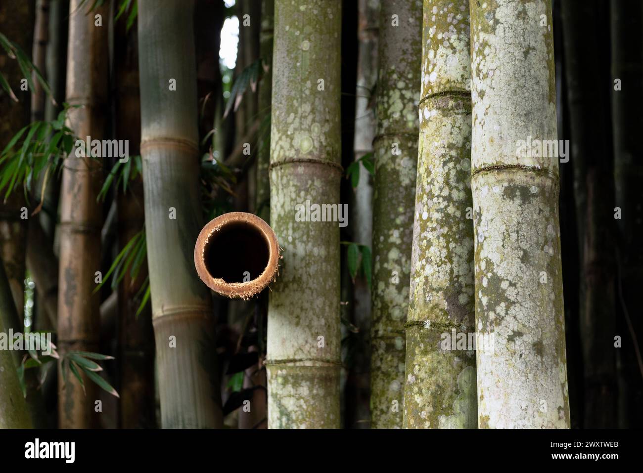 Left bamboo hi-res stock photography and images - Alamy