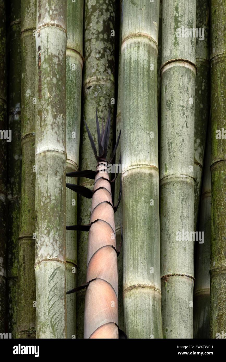 Bamboo stems and bamboo sprout Stock Photo - Alamy