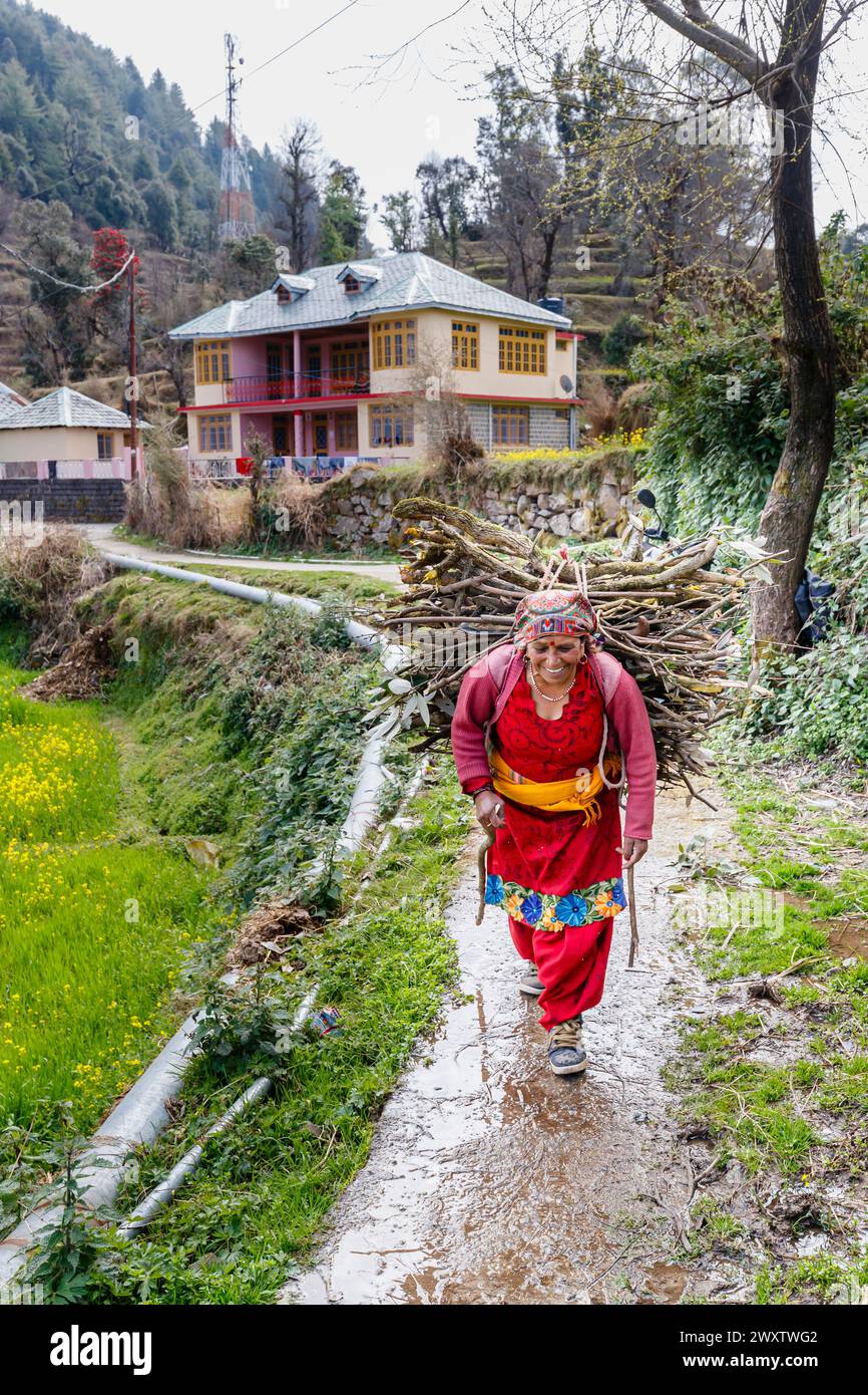 A smiling local villager carries a large, heavy load of cut branches on ...