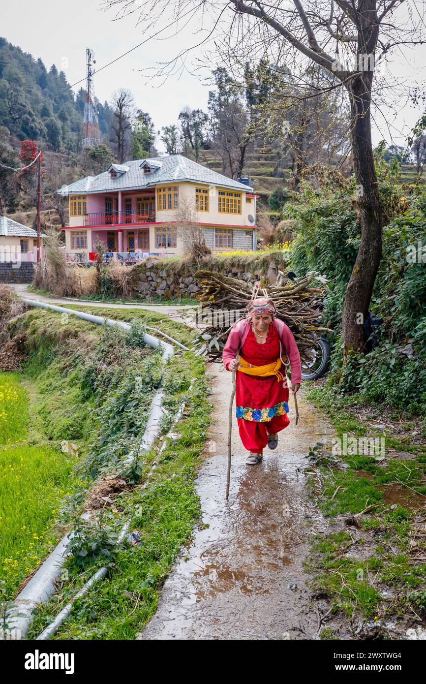 A smiling local villager carries a large, heavy load of cut branches on ...