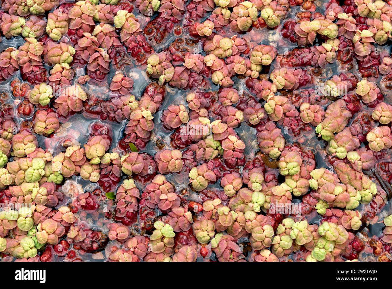 Azolla hi-res stock photography and images - Alamy