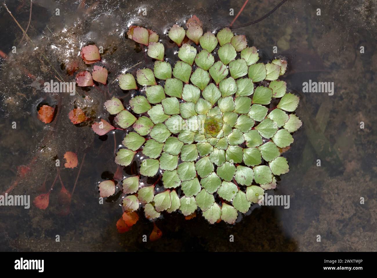Mosaic plant or Ludwigia sedioides Stock Photo - Alamy