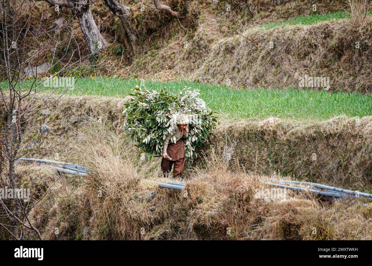 A local villager carries a large, heavy load of cut branches and leaves ...