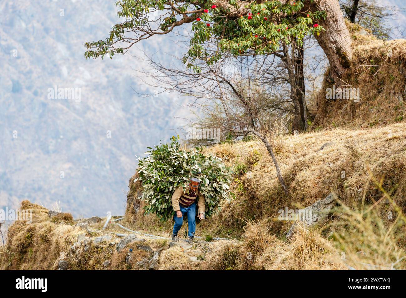 Old man carrying heavy load hi-res stock photography and images - Alamy