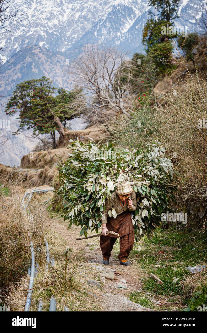 A local villager carries a large, heavy load of cut branches and leaves ...