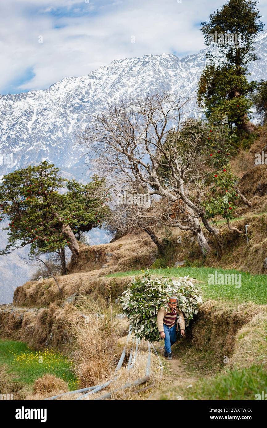 A local villager carries a large, heavy load of cut branches and leaves ...