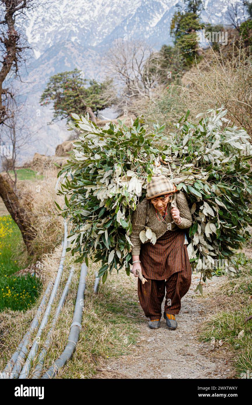 A local villager carries a large, heavy load of cut branches and leaves ...