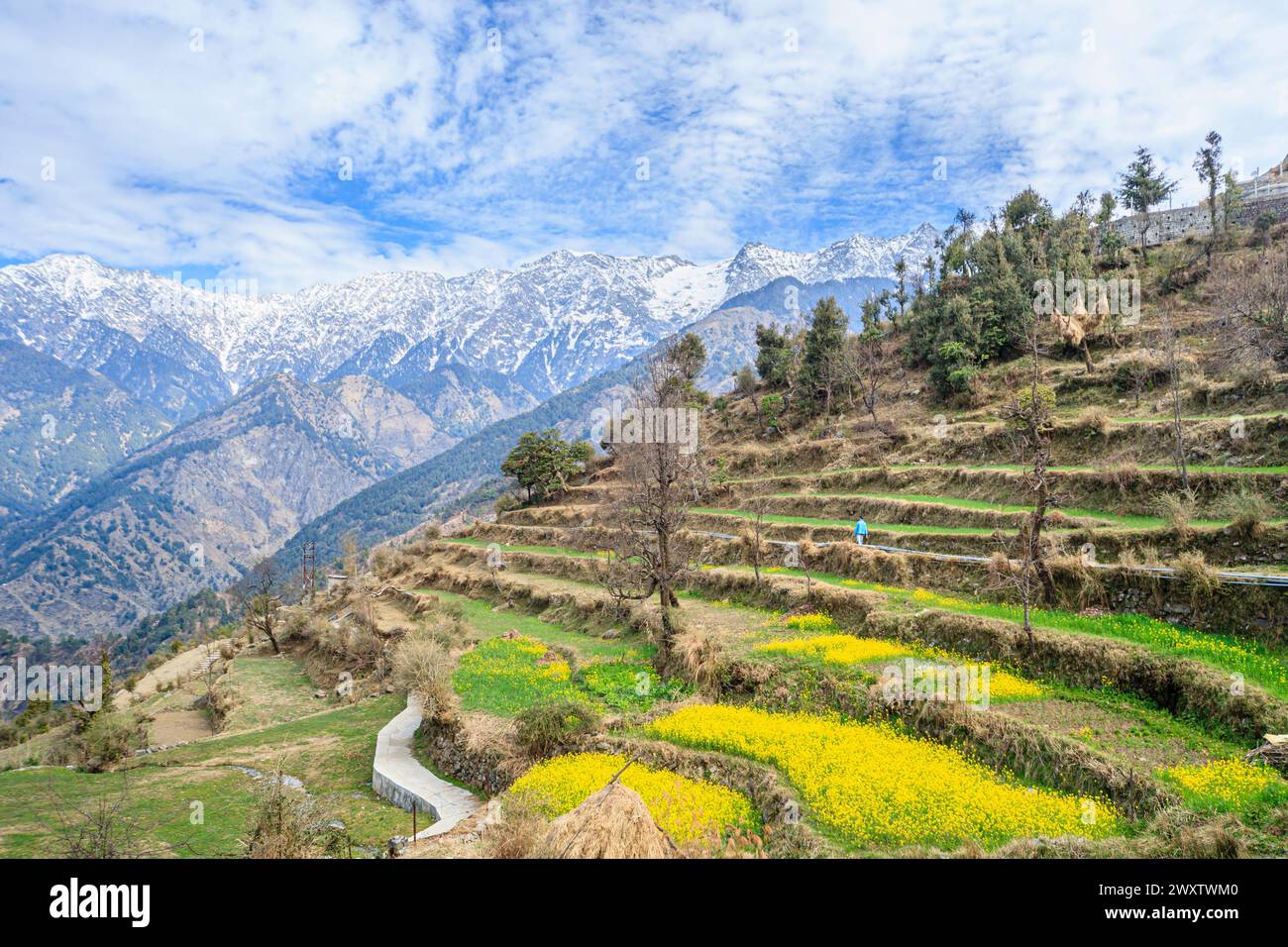 Panoramic view from Naddi View Point over flower-filled terraced fields ...