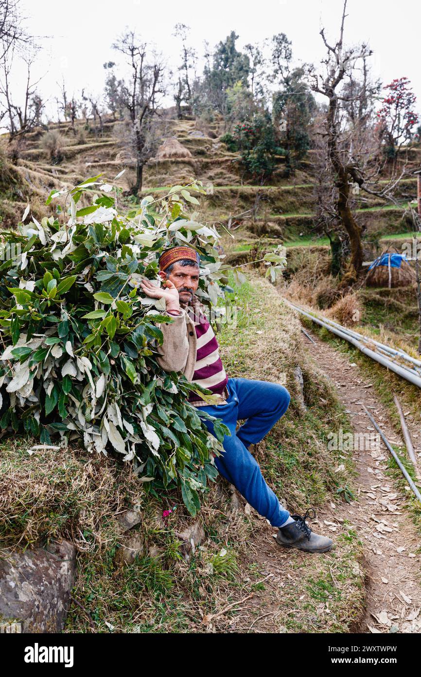 A local villager rests carrying a large, heavy load of cut branches and ...