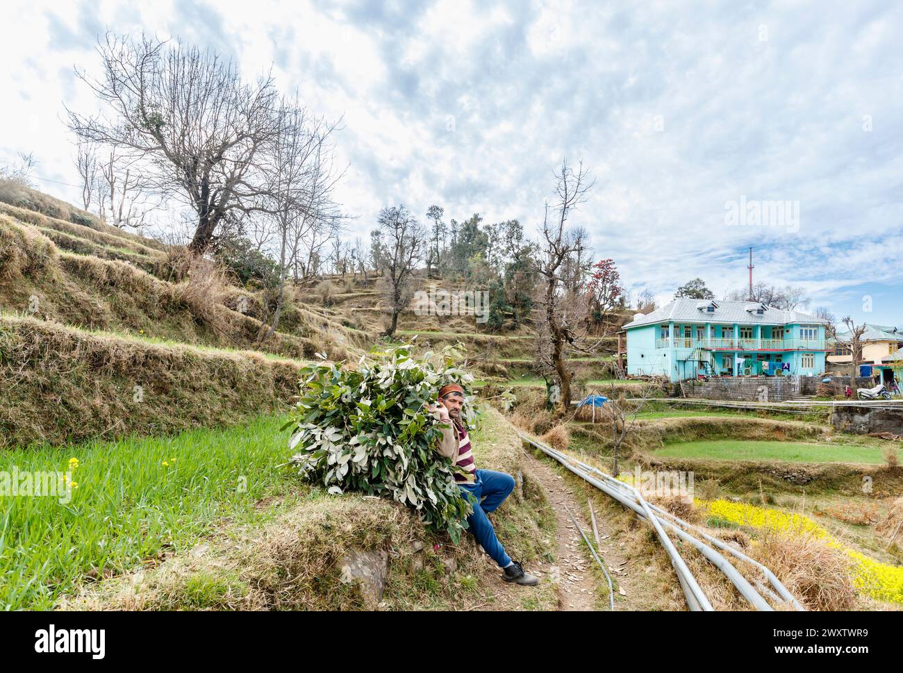 A local villager rests carrying a large, heavy load of cut branches and ...