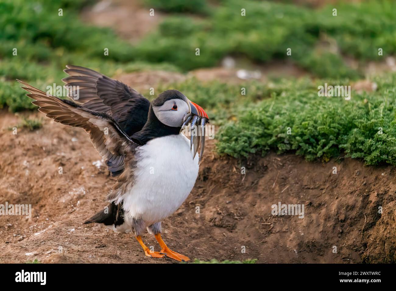 A puffin brings back a beakful of sand eels to its nest hole in Skomer ...