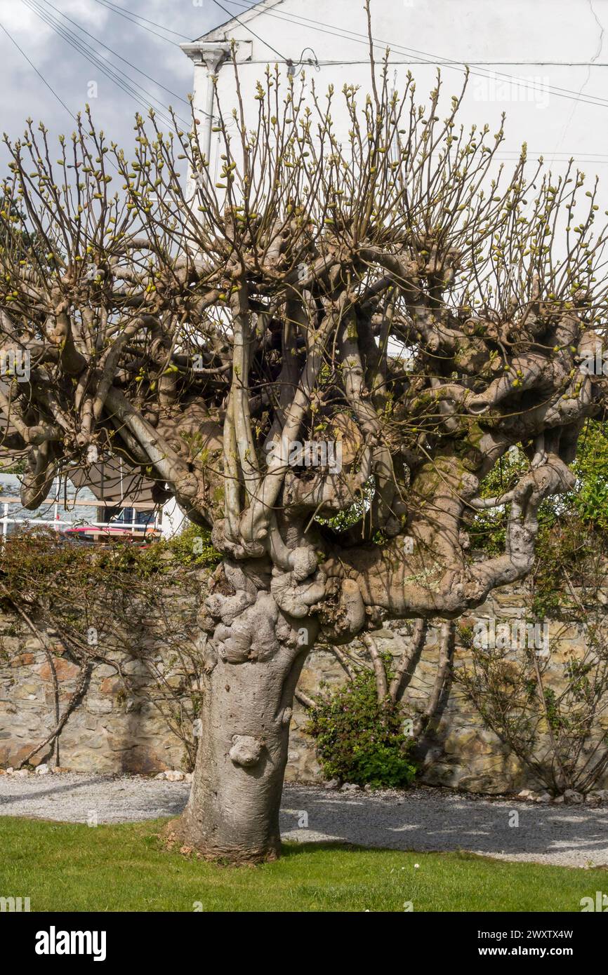 An old hardy fig tree (ficus carica) in a Cornish garden, grown and ...