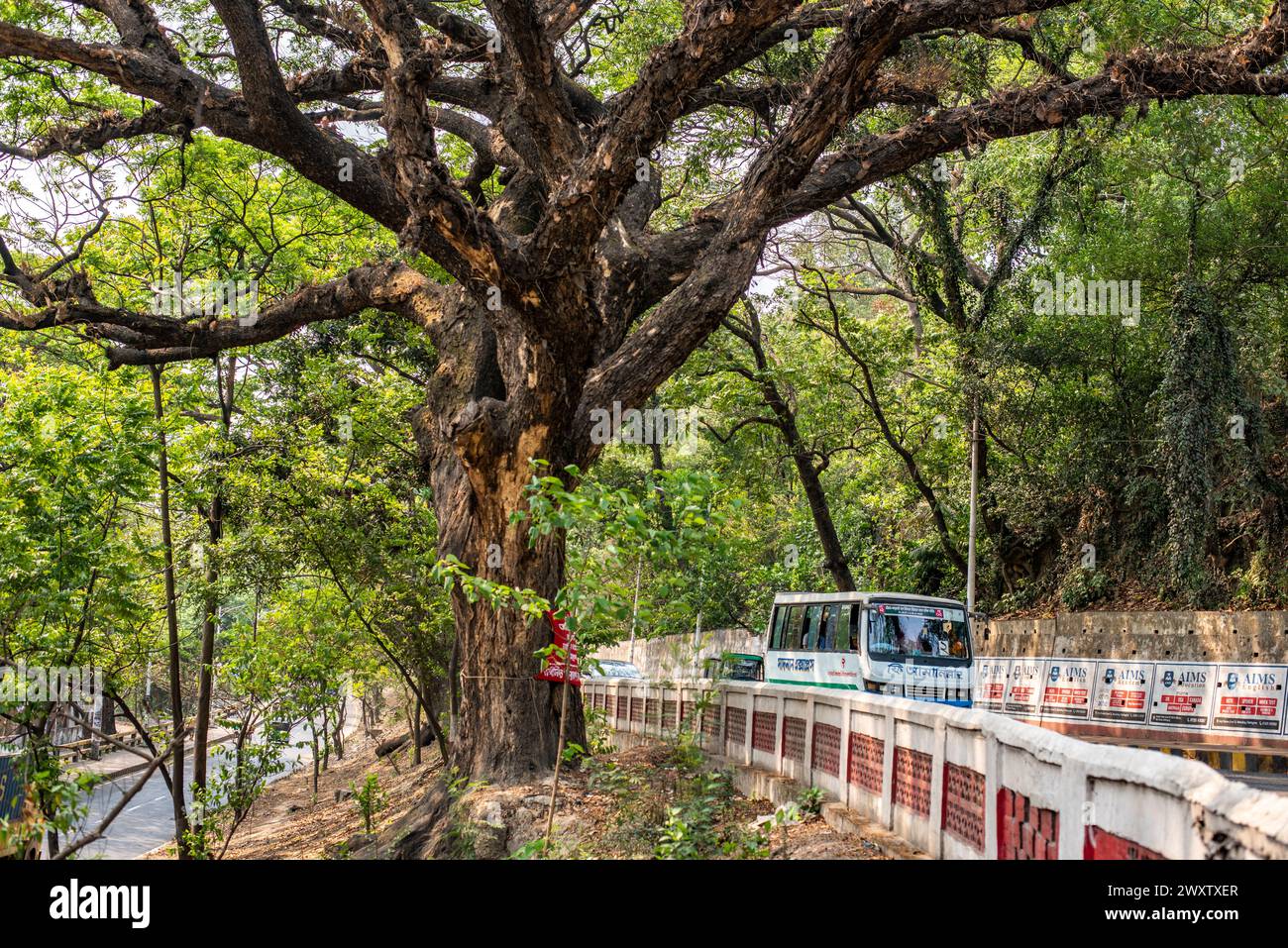 Tigerpass hi-res stock photography and images - Alamy