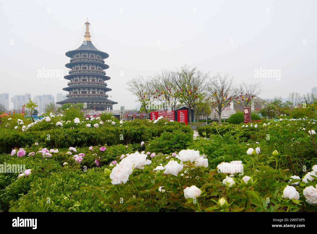 Luoyang, China's Henan Province. 2nd Apr, 2024. This photo shows ...