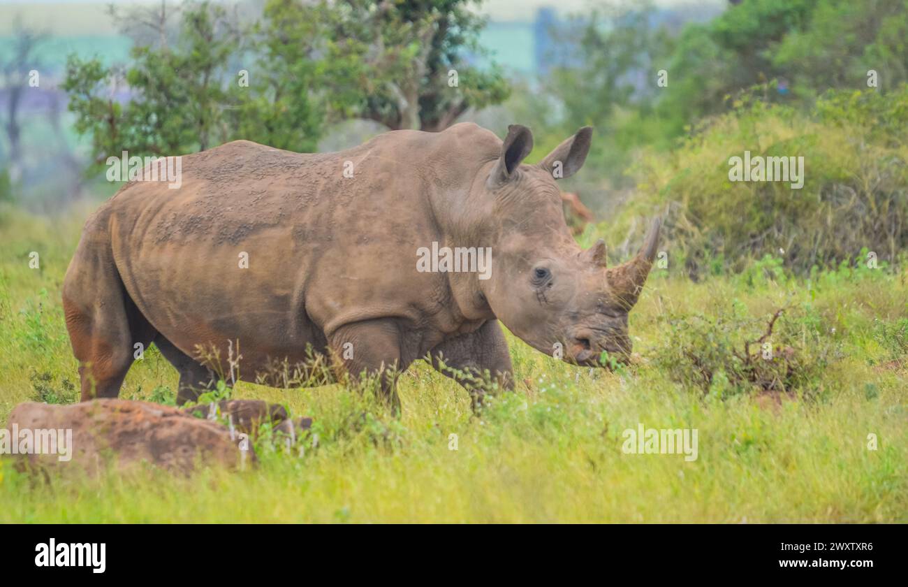 A cute male bull white Rhino in Kruger National Park Stock Photo - Alamy