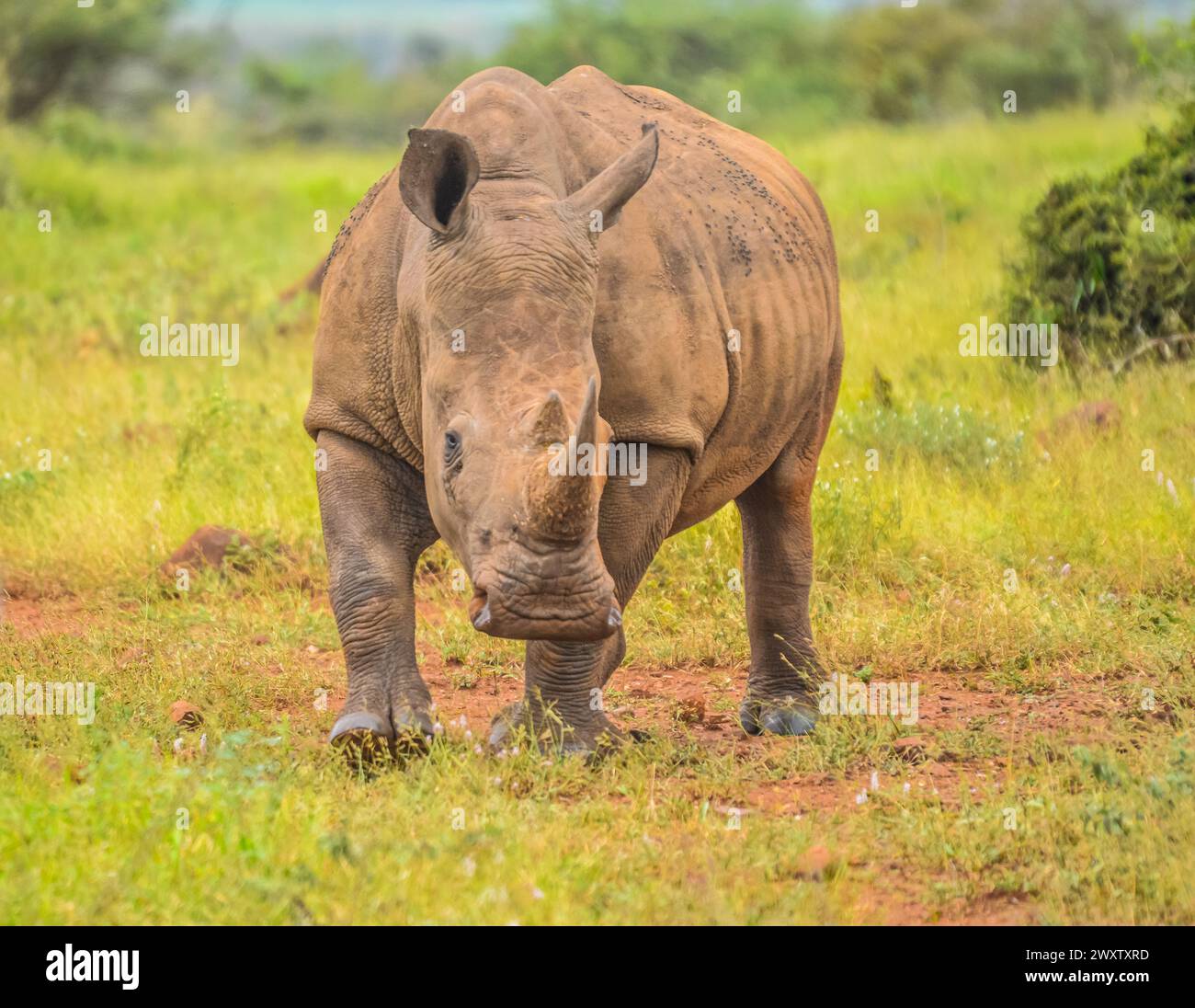 Portrait of cute male bull white Rhino or Rhinoceros in a group in ...