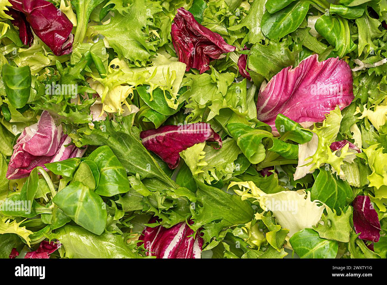 Macro blank photography of mixed salad leaves, Frisée, Lettuce ...