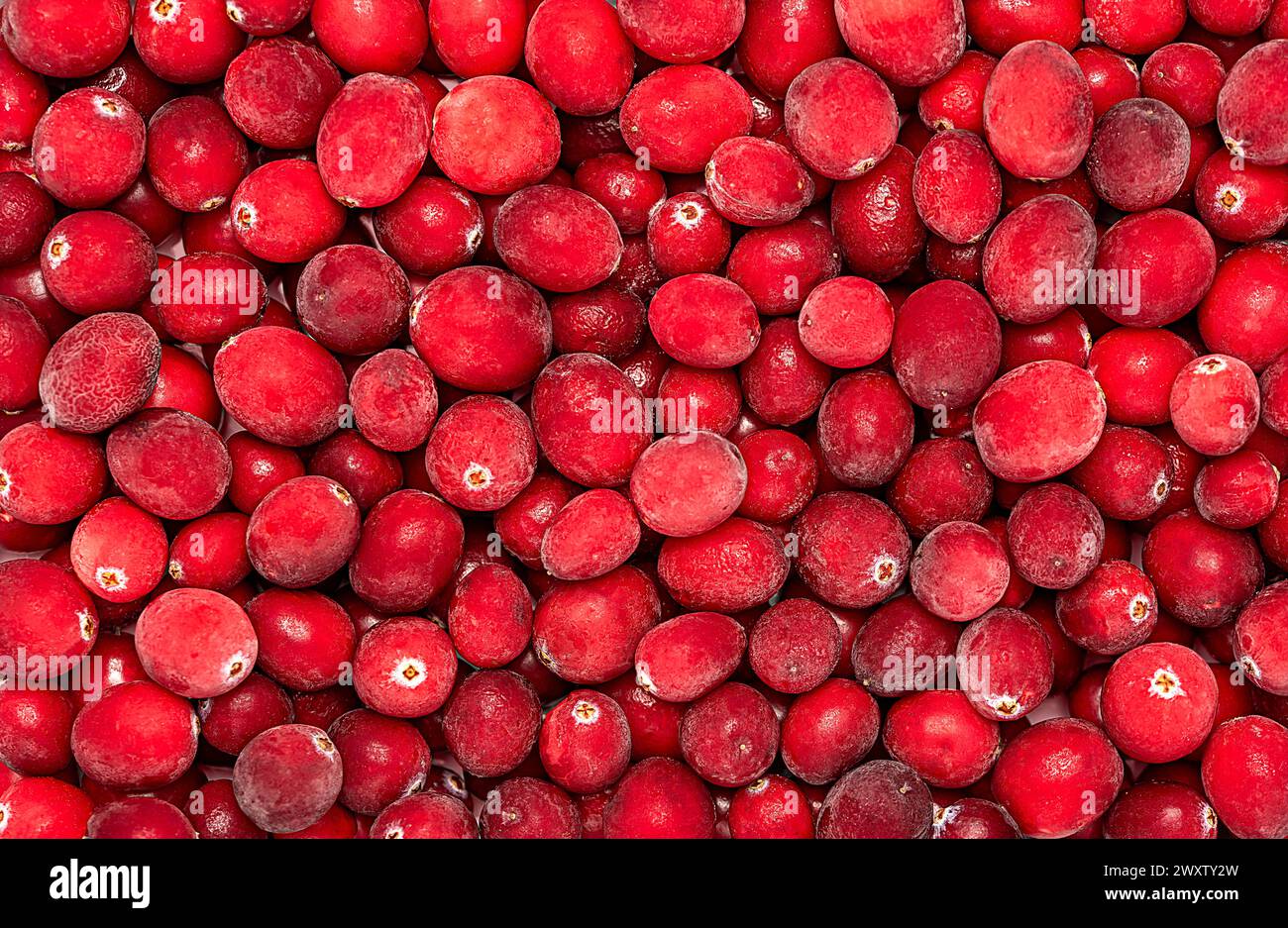 Macro blank photography of raw frozen cranberries, berry, antioxidant ...