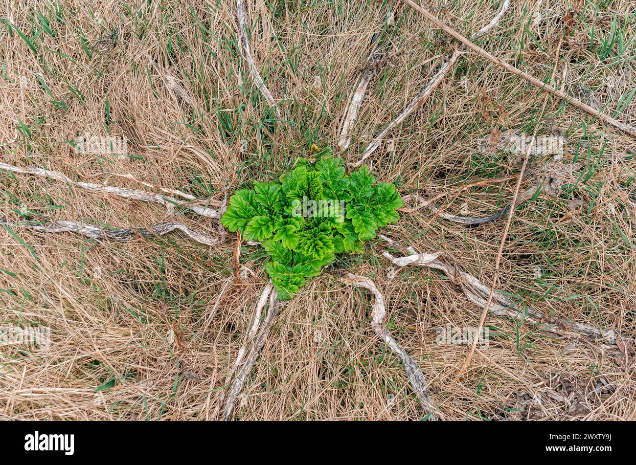 Young shoots of the Heracleum sosnowskyi plant among dry yellow grass ...