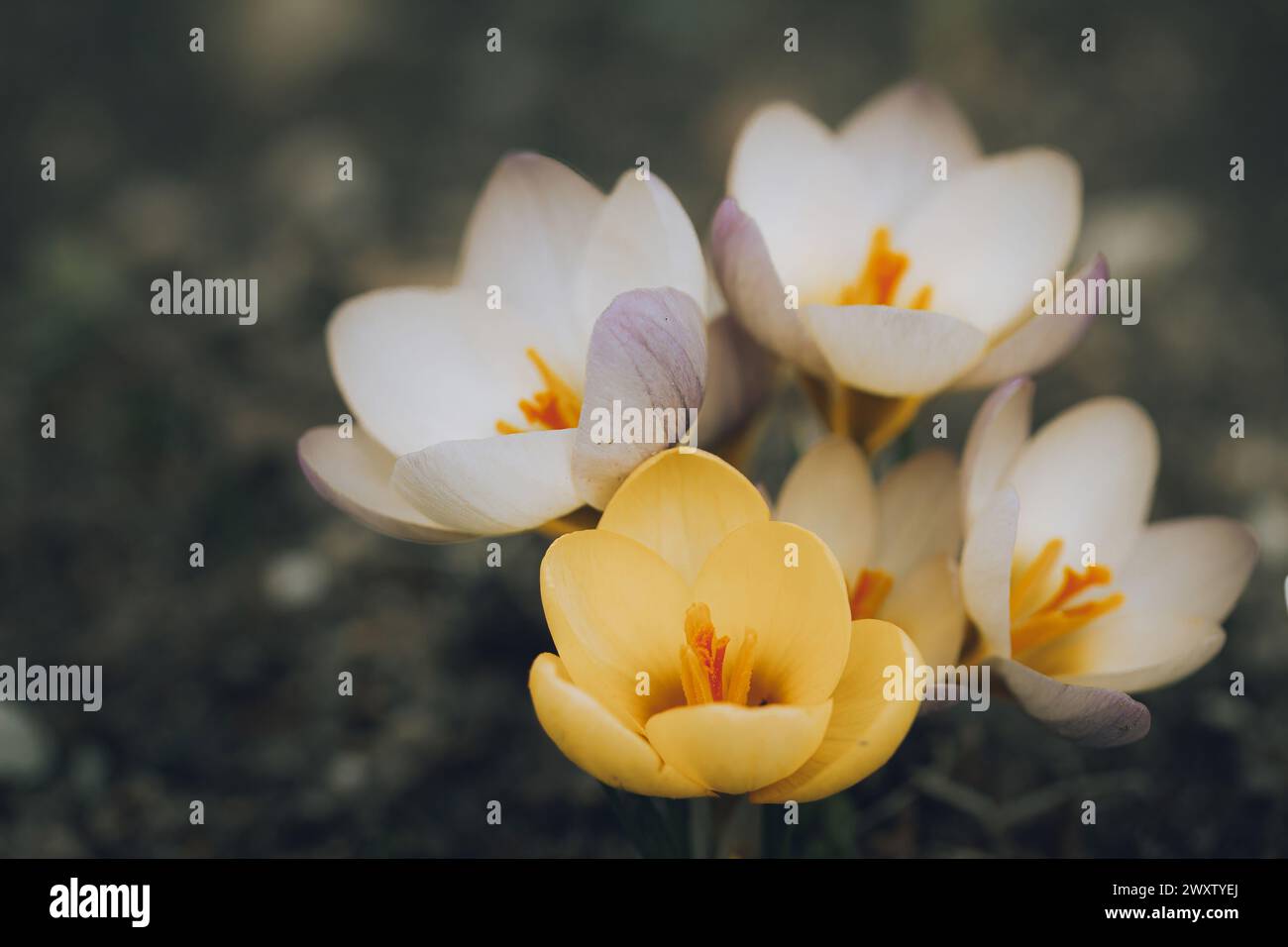 Abstract spring flower background, first flowers Stock Photo - Alamy