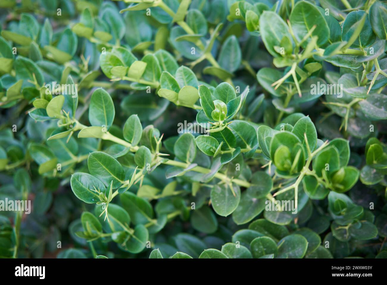 Dense foliage of Carissa macrocarpa with glossy green leaves, ideal for ...