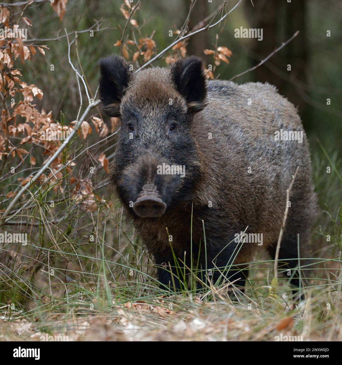Surprised Wild boar / Wild hog / Feral pig ( Sus scrofa ), encounter at ...