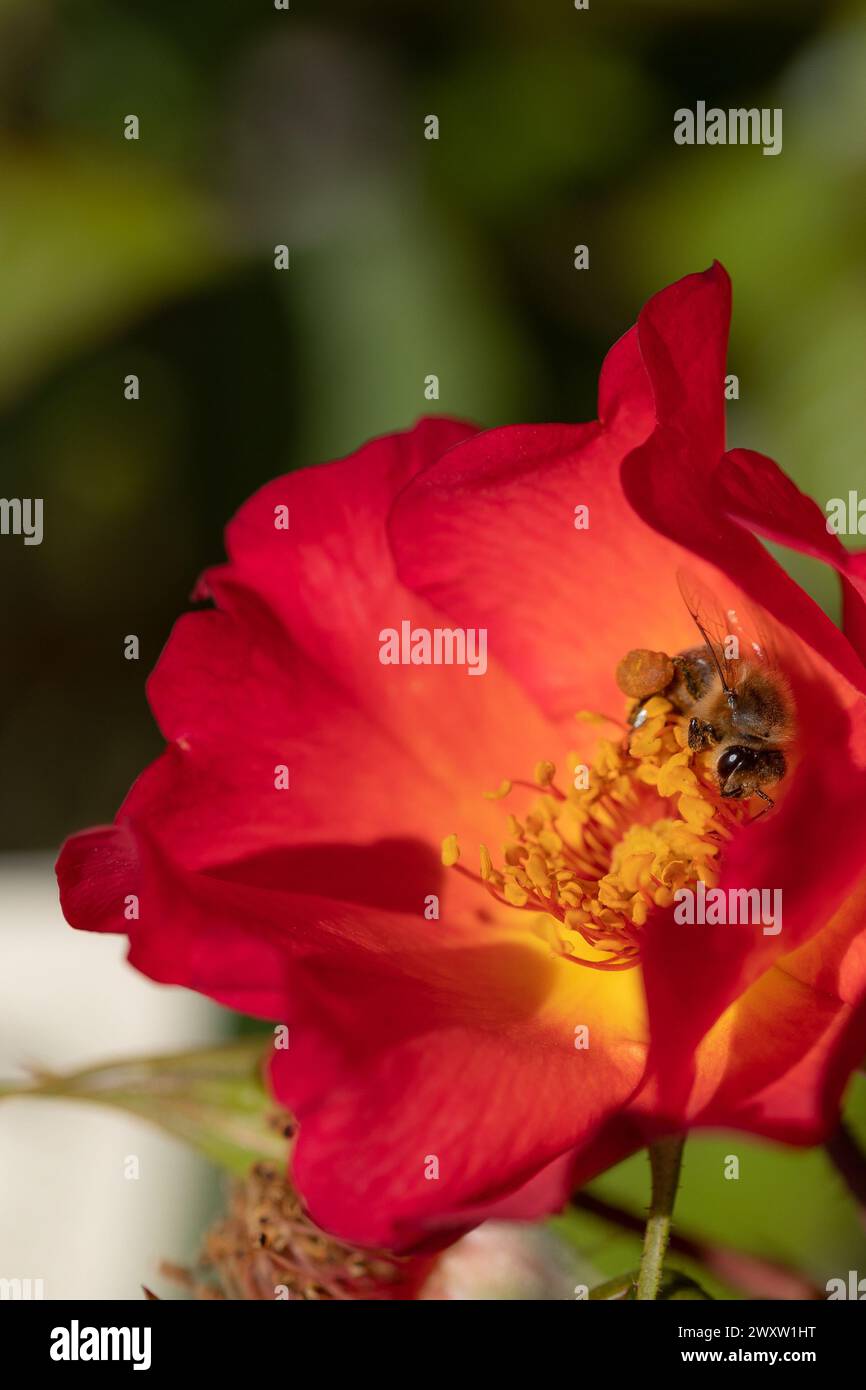 A honeybee harvesting on a red and yellow rose in full bloom Stock ...