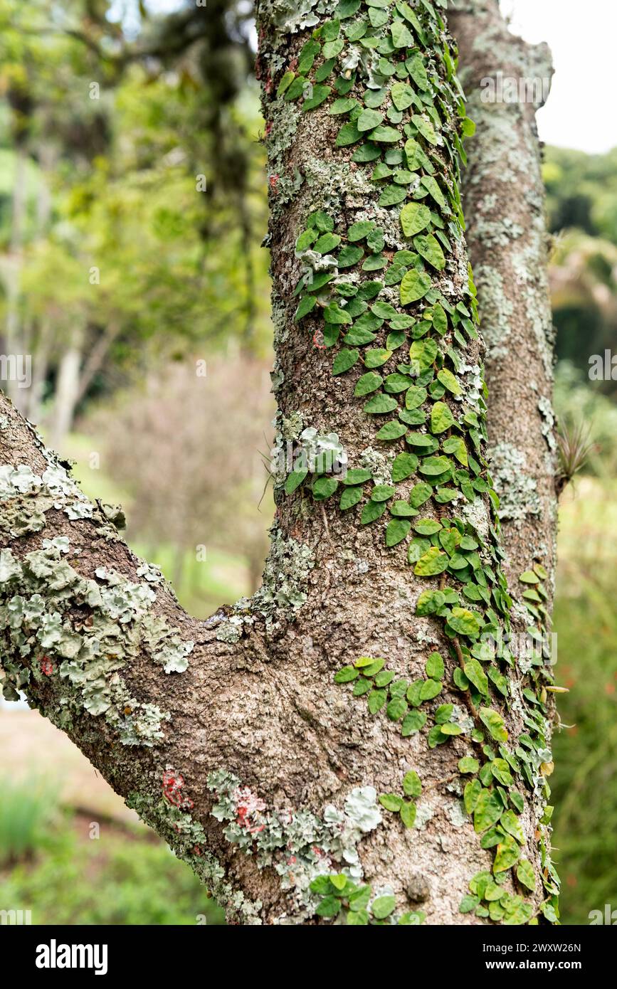 Climbing fig plant hi-res stock photography and images - Alamy