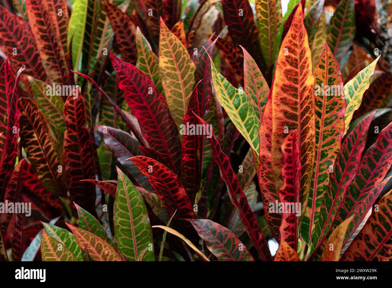 Croton leaf hi-res stock photography and images - Alamy