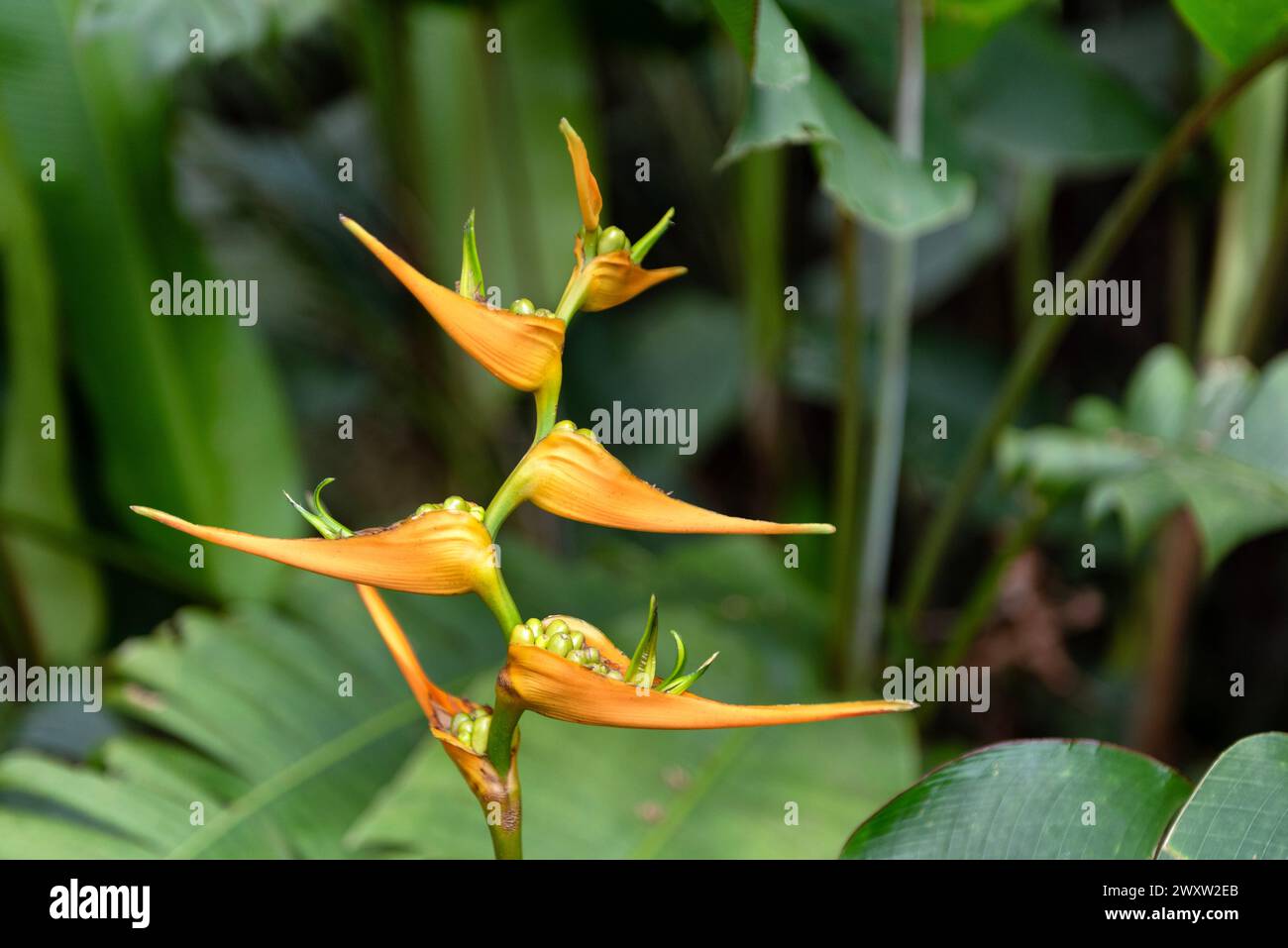 Heliconia leaf hi-res stock photography and images - Alamy