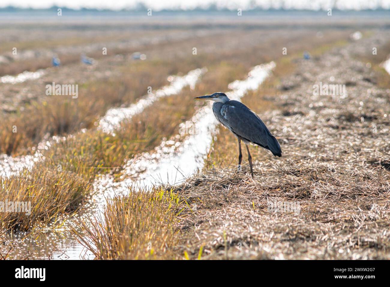 Aves mayor hi-res stock photography and images - Alamy