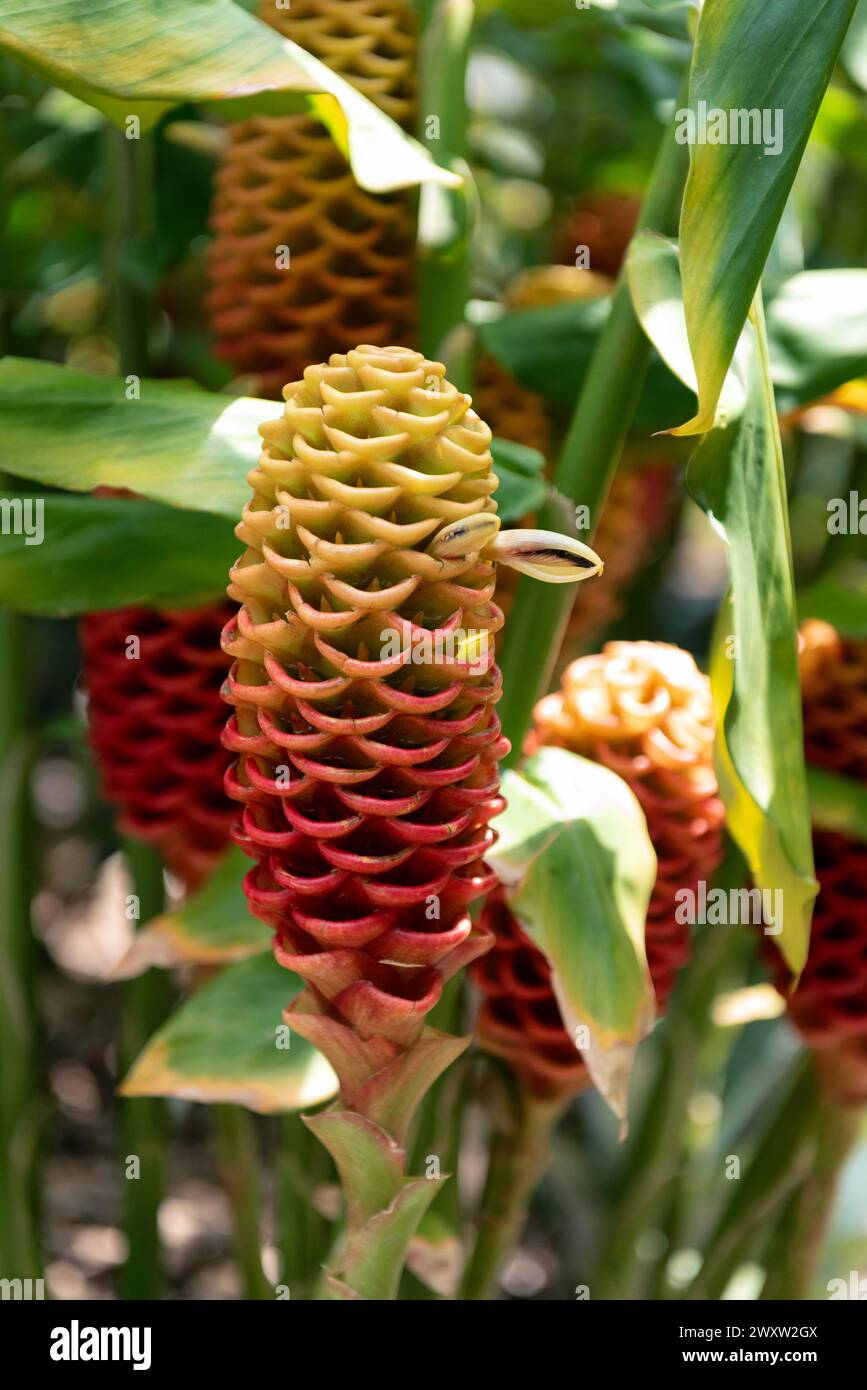 Ornamental ginger plant hi-res stock photography and images - Alamy