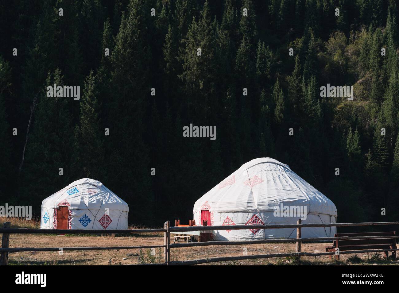 traditional Asian nomadic white yurts near the forest in summer in the ...