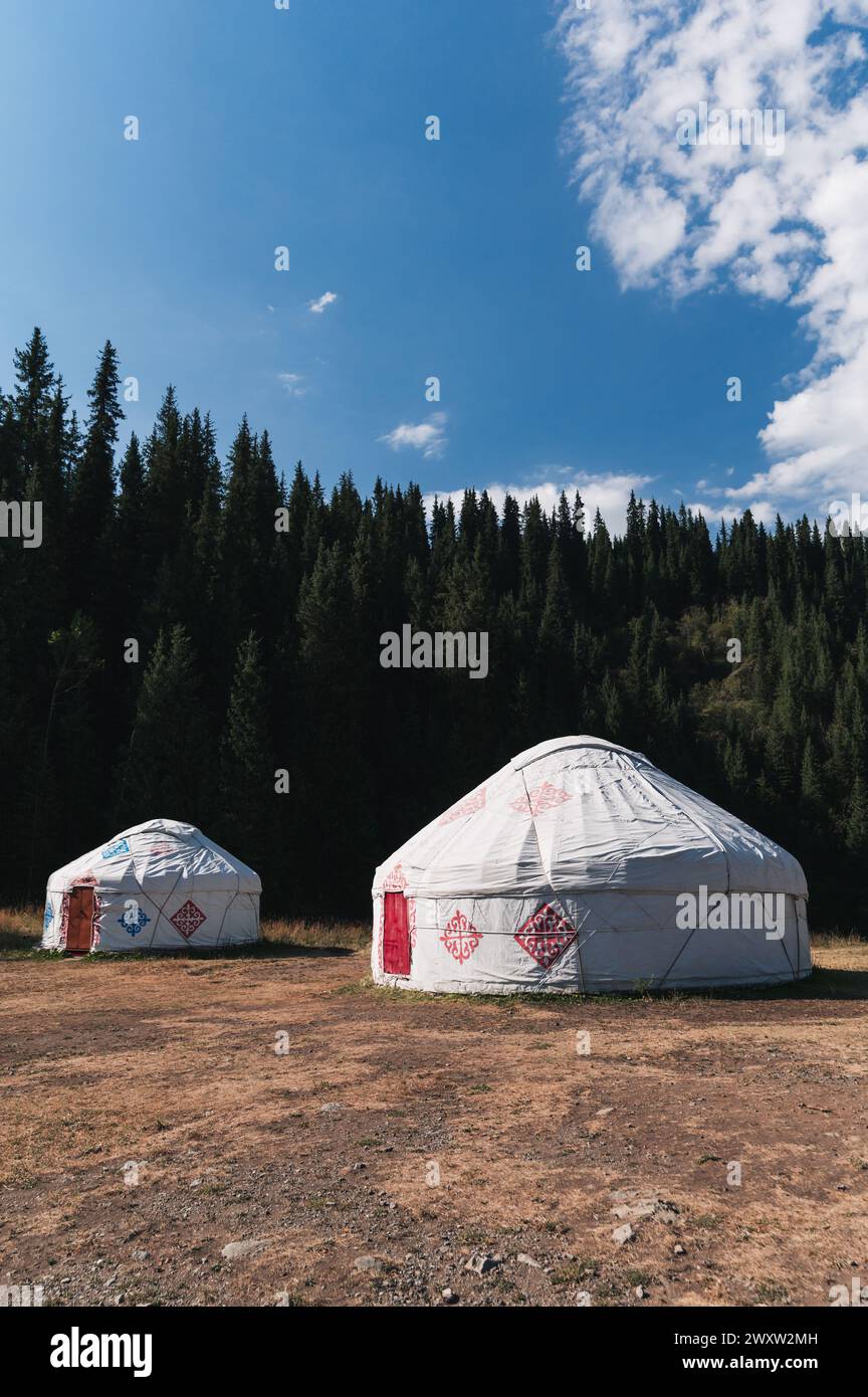 traditional houses of Asian nomads yurts in a field near a spruce ...