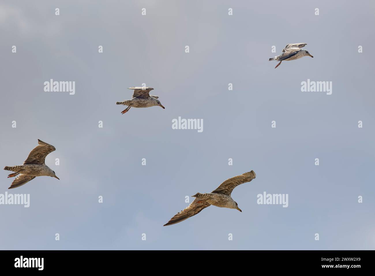 Four seagulls in flight. Photo Overlay Stock Photo - Alamy