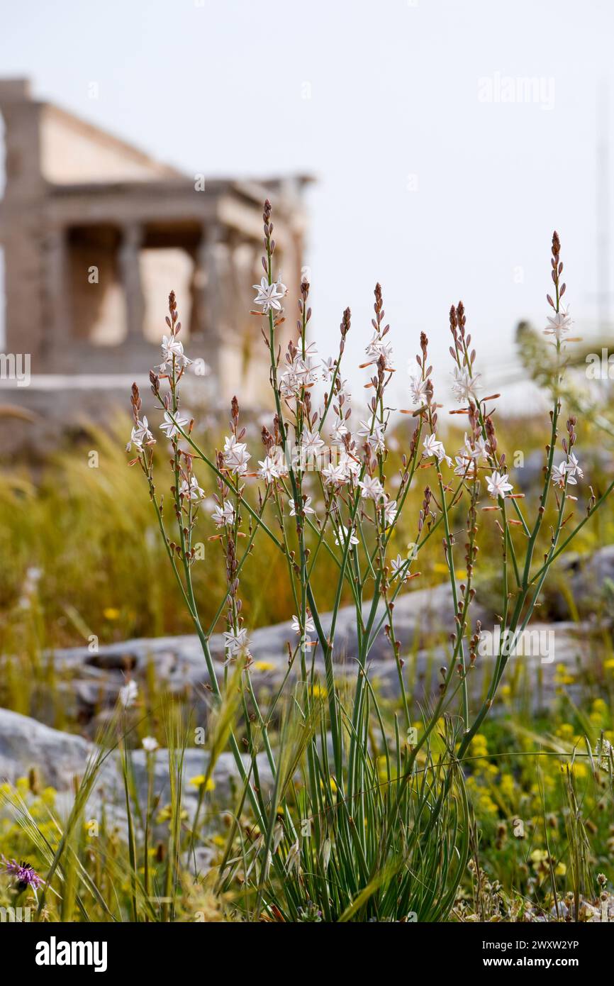 Colorful wildflowers blossom in Acropolis Hill ahead of the Erechtheion ...