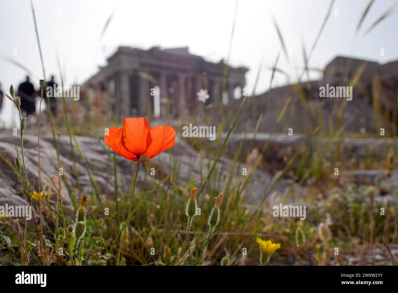 Colorful wildflowers blossom in Acropolis Hill ahead of the Parthenon ...