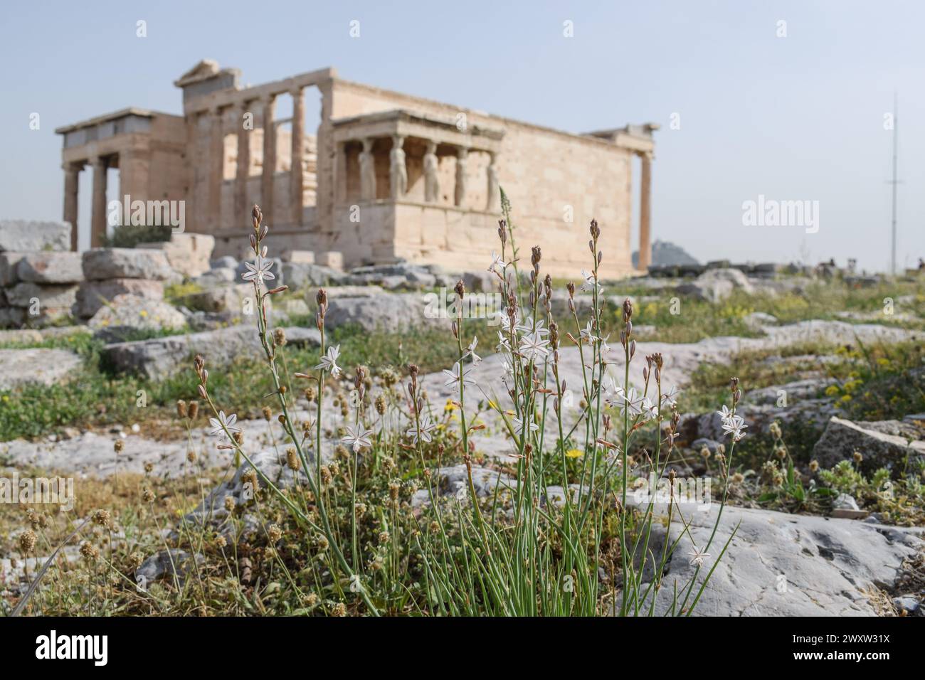 Colorful wildflowers blossom in Acropolis Hill ahead of the Erechtheion ...