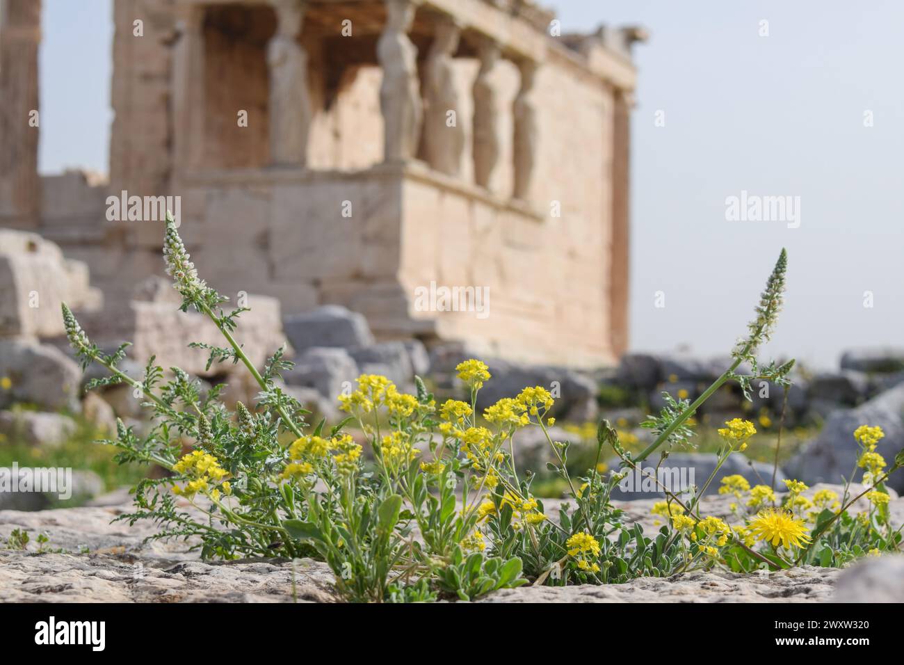 Colorful wildflowers blossom in Acropolis Hill ahead of the Erechtheion ...
