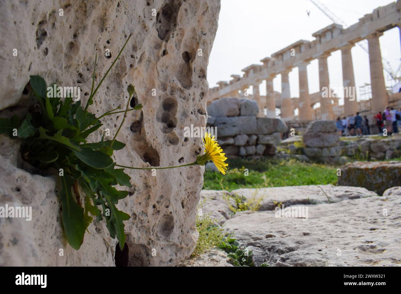 Colorful wildflowers blossom in Acropolis Hill ahead of the Parthenon ...