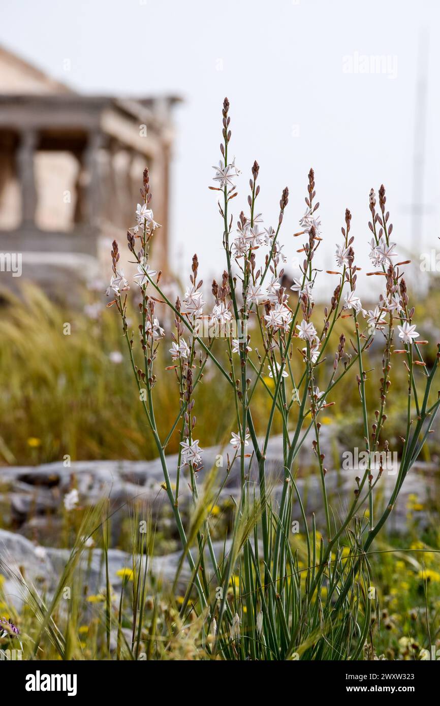 Colorful wildflowers blossom in Acropolis Hill ahead of the Erechtheion ...