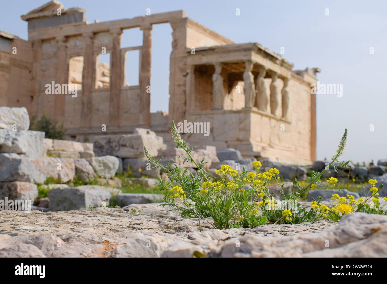 Colorful wildflowers blossom in Acropolis Hill ahead of the Erechtheion ...