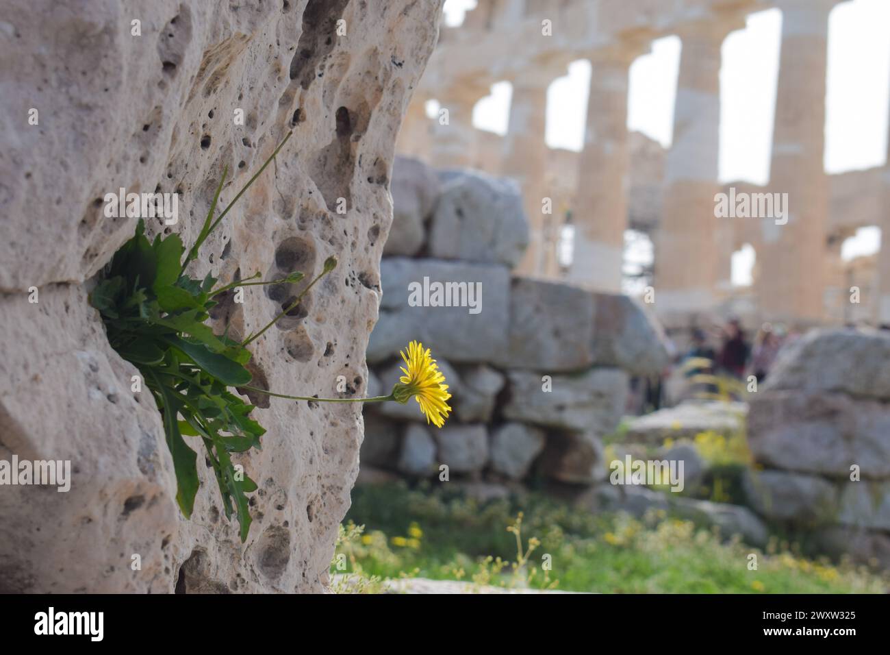 Colorful wildflowers blossom in Acropolis Hill ahead of the Parthenon ...