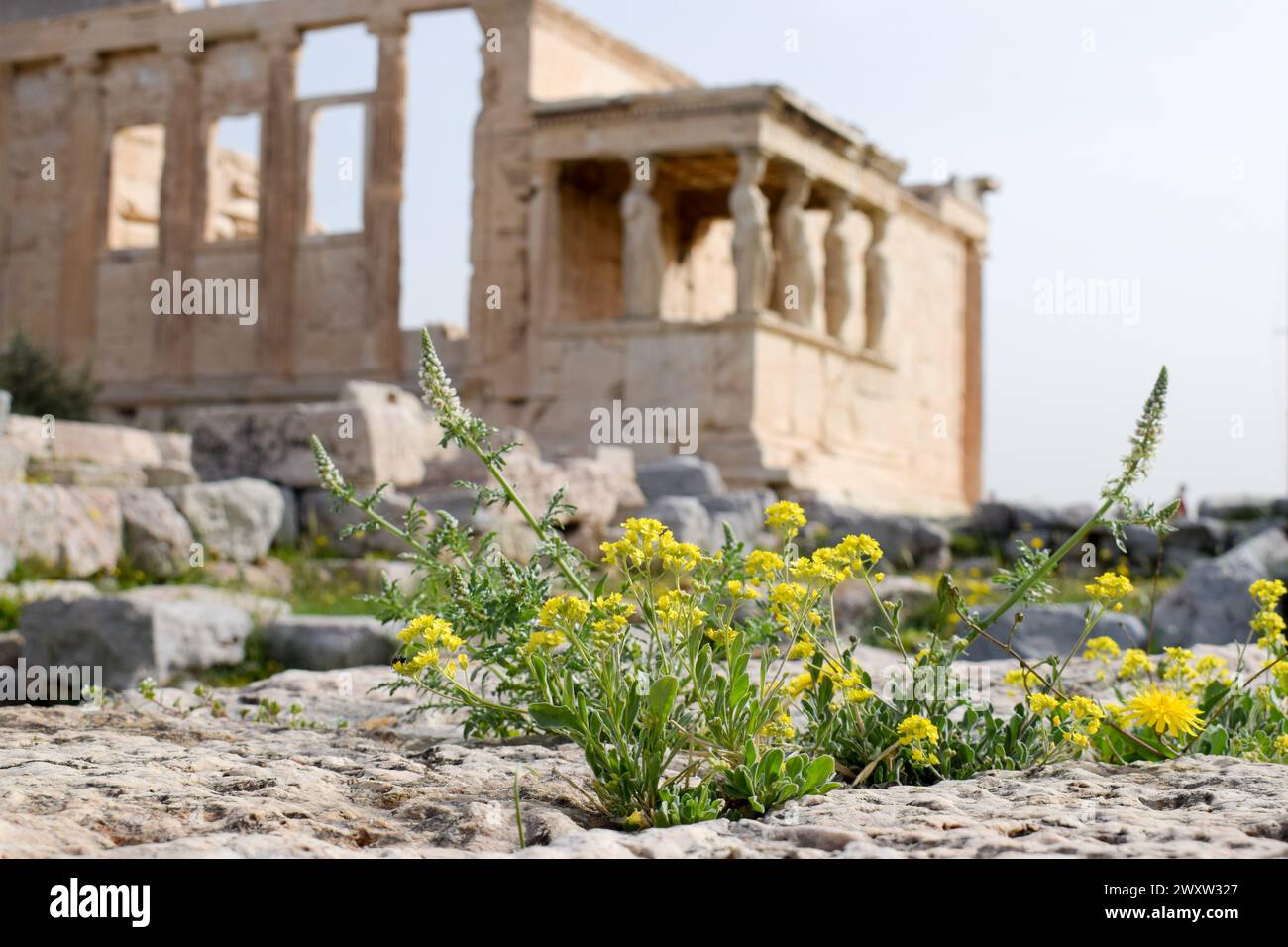 Colorful wildflowers blossom in Acropolis Hill ahead of the Erechtheion ...