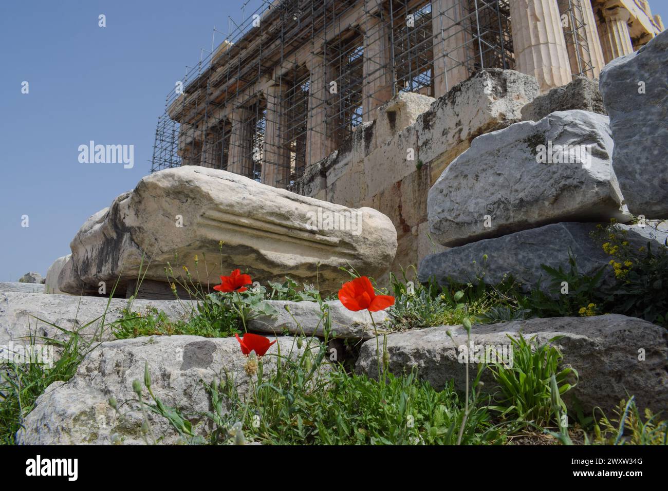 Colorful wildflowers blossom in Acropolis Hill ahead of the Parthenon ...