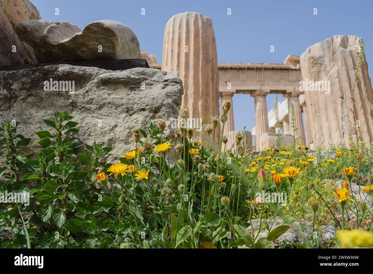 Colorful wildflowers blossom in Acropolis Hill ahead of the Parthenon ...