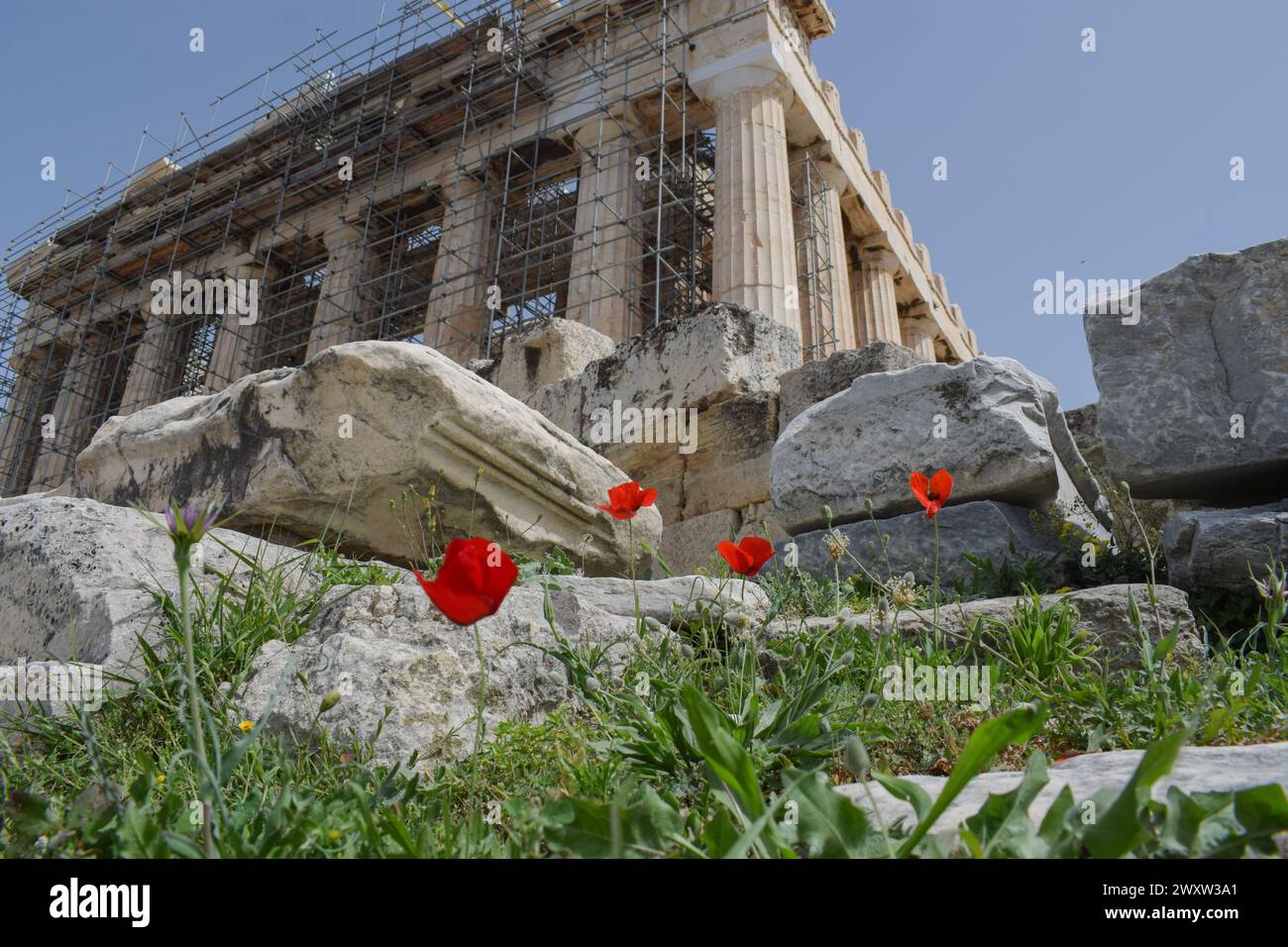 Colorful wildflowers blossom in Acropolis Hill ahead of the Parthenon ...