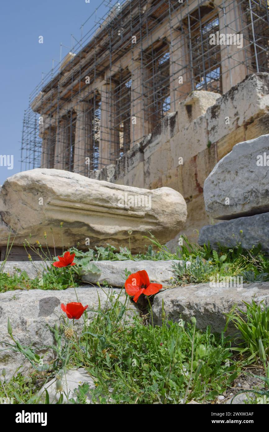 Colorful wildflowers blossom in Acropolis Hill ahead of the Parthenon ...