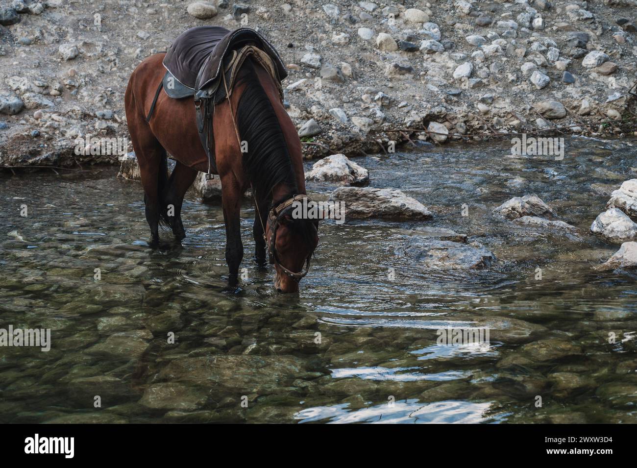 Horse drinking water from stream hi-res stock photography and images ...