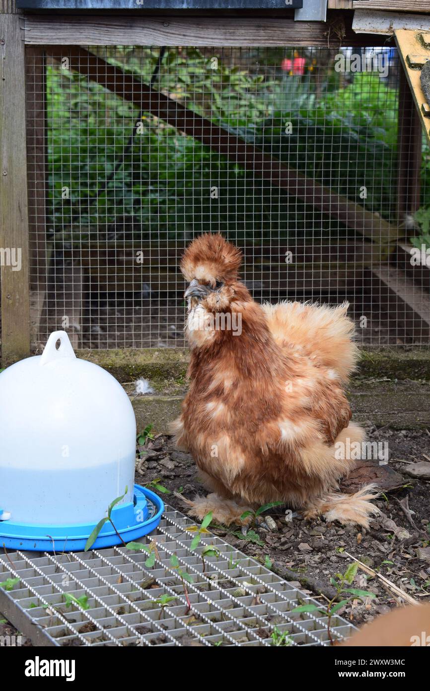 Angry chickens hi-res stock photography and images - Alamy
